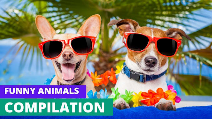 Create funny viral animal pet videos compilation for youtube by ...