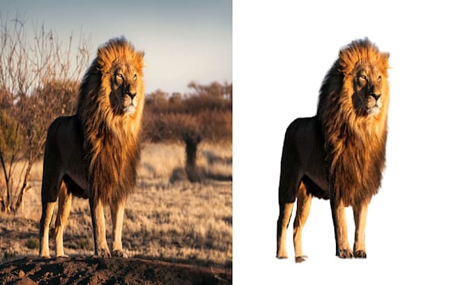 Cut out the background from the images remove professionally by ...