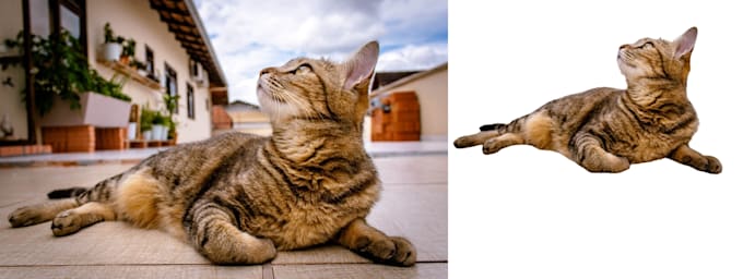 1 to 100 images background removal or erase superfast by Nizarsam47 ...