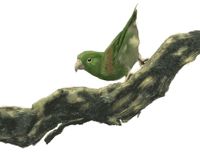 Illustrate birds in photoshop by Isabelbel | Fiverr