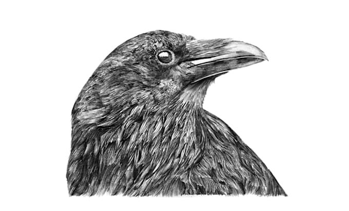 Draw pencil art, sketch, line art, illustrations by Susilrohana | Fiverr