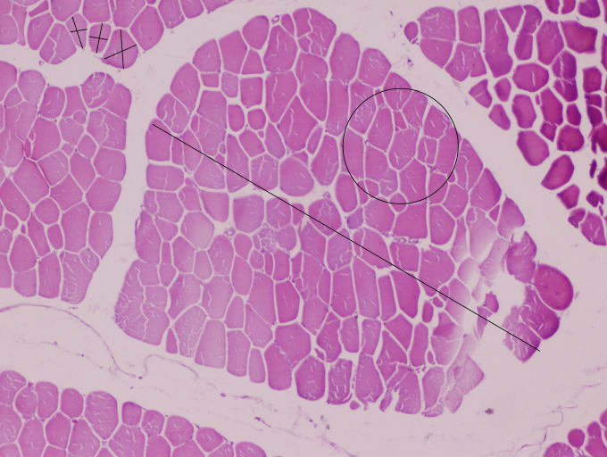 Measure tissue histomorphometry through pixelpro software by Khan ...