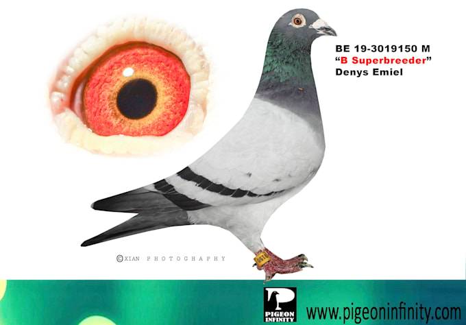 Edit your pigeon photo for auction, pedigree, poster by Alphacuetech ...