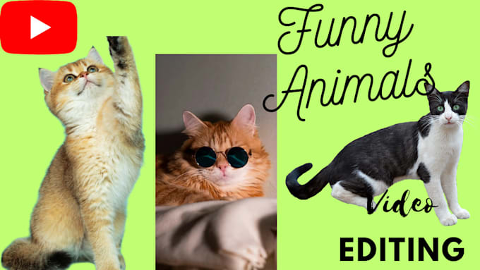 Create monetizable funny animal videos and shorts for youtuber by Jack ...