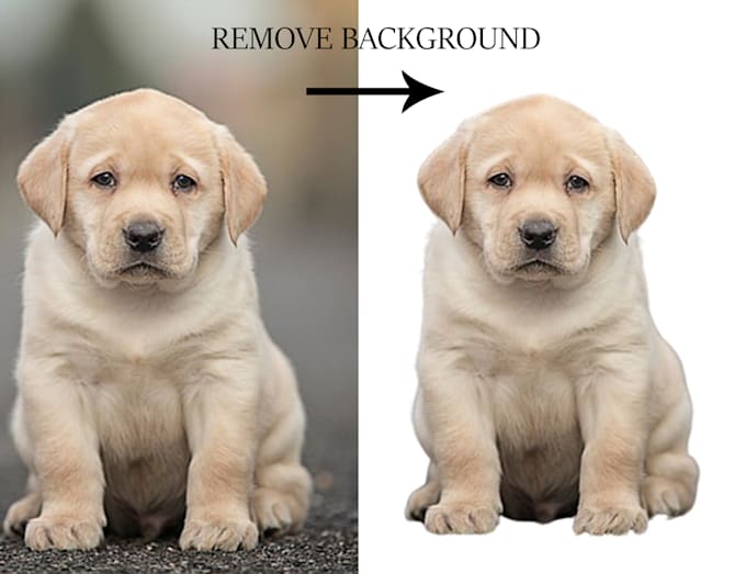 Remove backgrounds from images by Senartgraphics | Fiverr