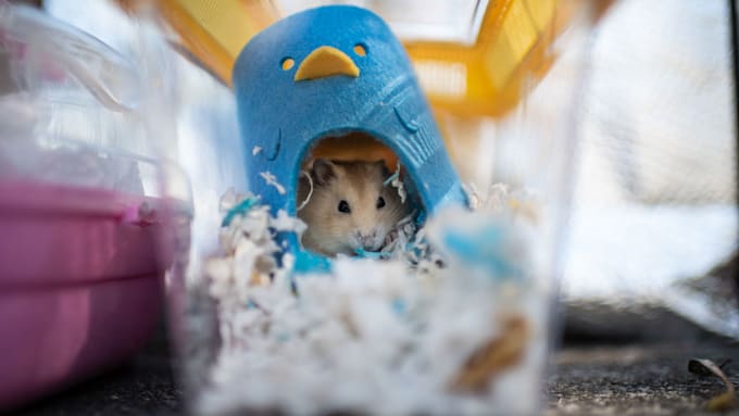 Give you advice and guidance in the field of hamster caring by ...