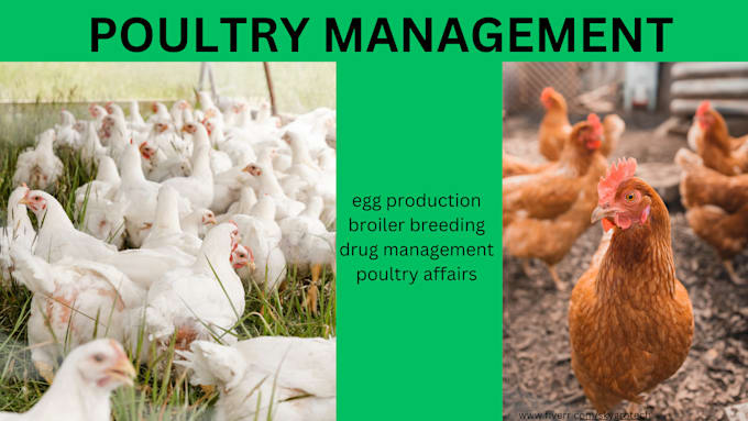Create organic poultry vaccination biosecurity management by Skygrotech ...