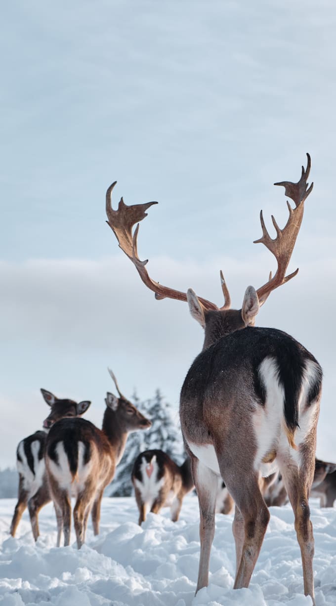 Cut out images and remove back ground professionally by Kenzymohamed29 ...