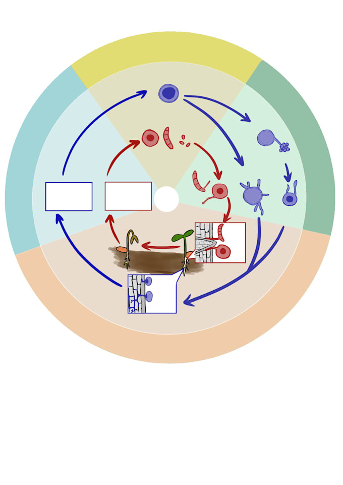 Draw your biology illustrations by Angelique_andre | Fiverr