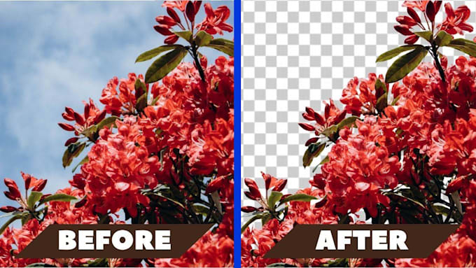 Remove background resize images by Sza_designer | Fiverr