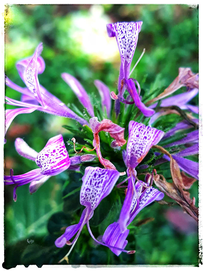 Do photography of nature and creatures in the garden by Riskiblue | Fiverr