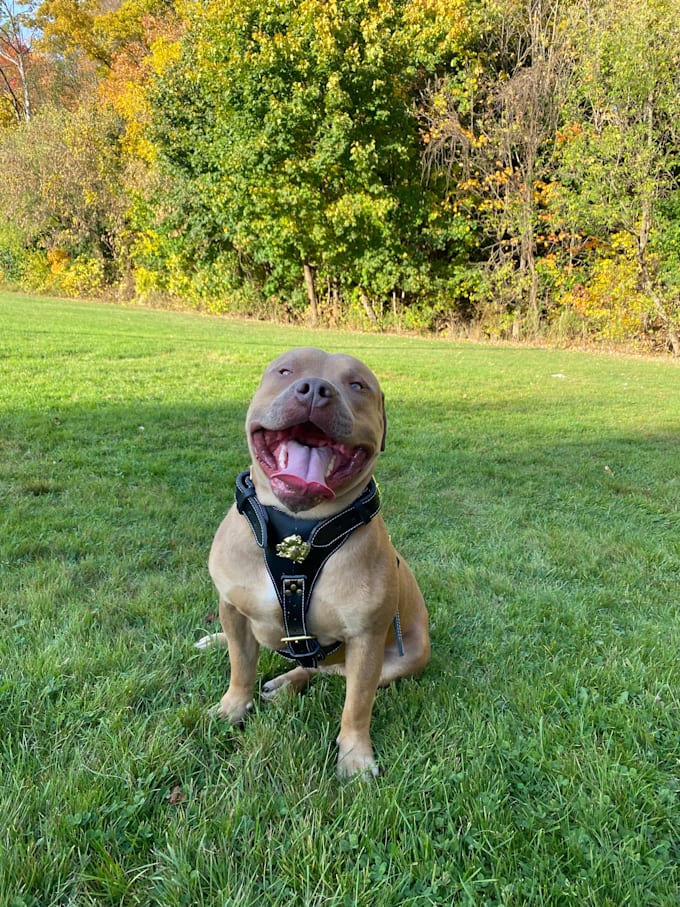 Take photos of american bully dog modeling your pet products by ...