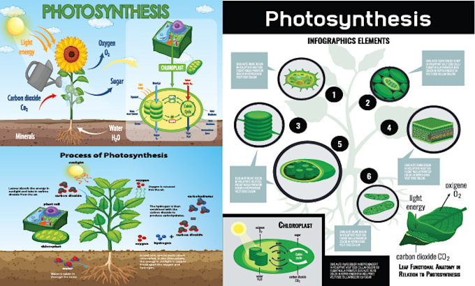 Create amazing biological infographics by Namalgraphics0 | Fiverr