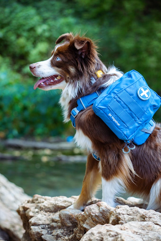 Be a dog model for your product and post content on my dogs instagram ...