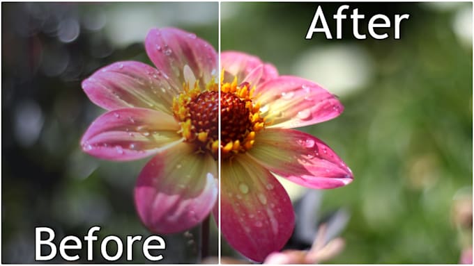 Retouch and edit your wildlife photographs by Toby_wood | Fiverr