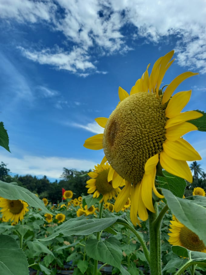 Do translation in english, tagalog or cebuano by Mazey_dacey | Fiverr