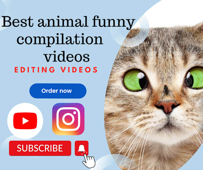 Provide You The Funny Animal Compilation With High Quality By
