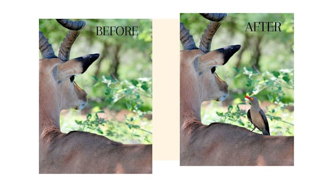 Add , remove object or person from photos by Ibrahim1902 | Fiverr