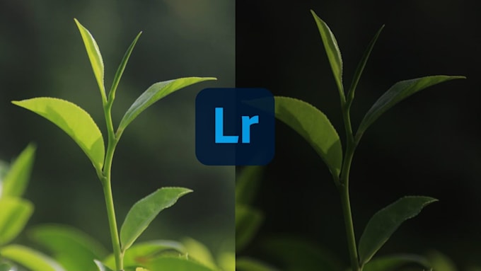Edite any image in use lightroom by Shehan_15 | Fiverr