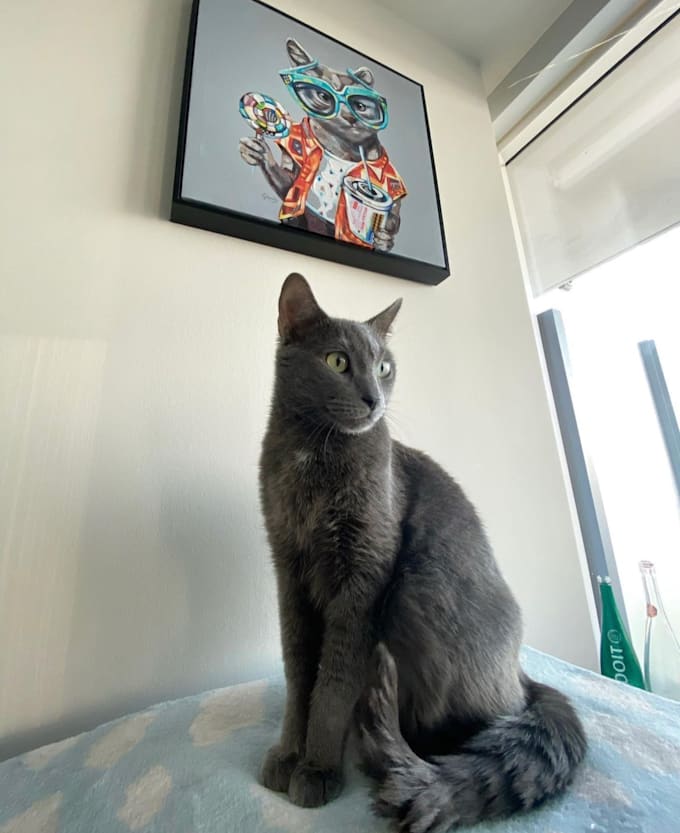 Be your cat model by Ciaonaomi | Fiverr