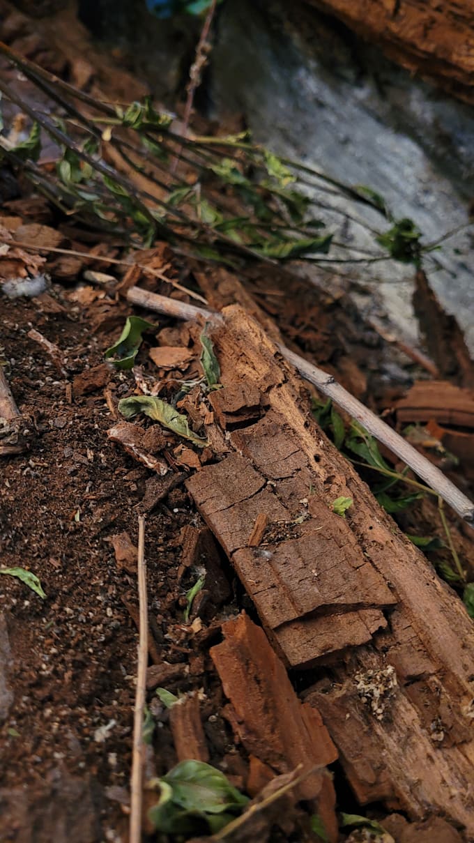 Take the best close up shots for you by Greatgreenfrog | Fiverr