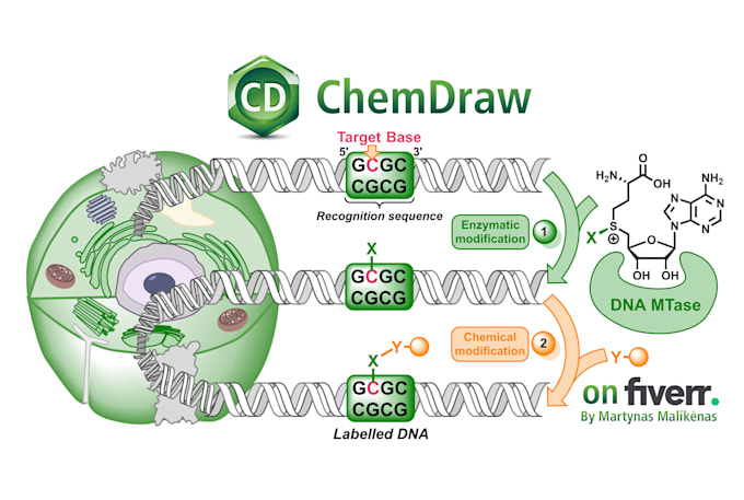 Draw any chemical illustration with chemdraw by Chem_martin | Fiverr