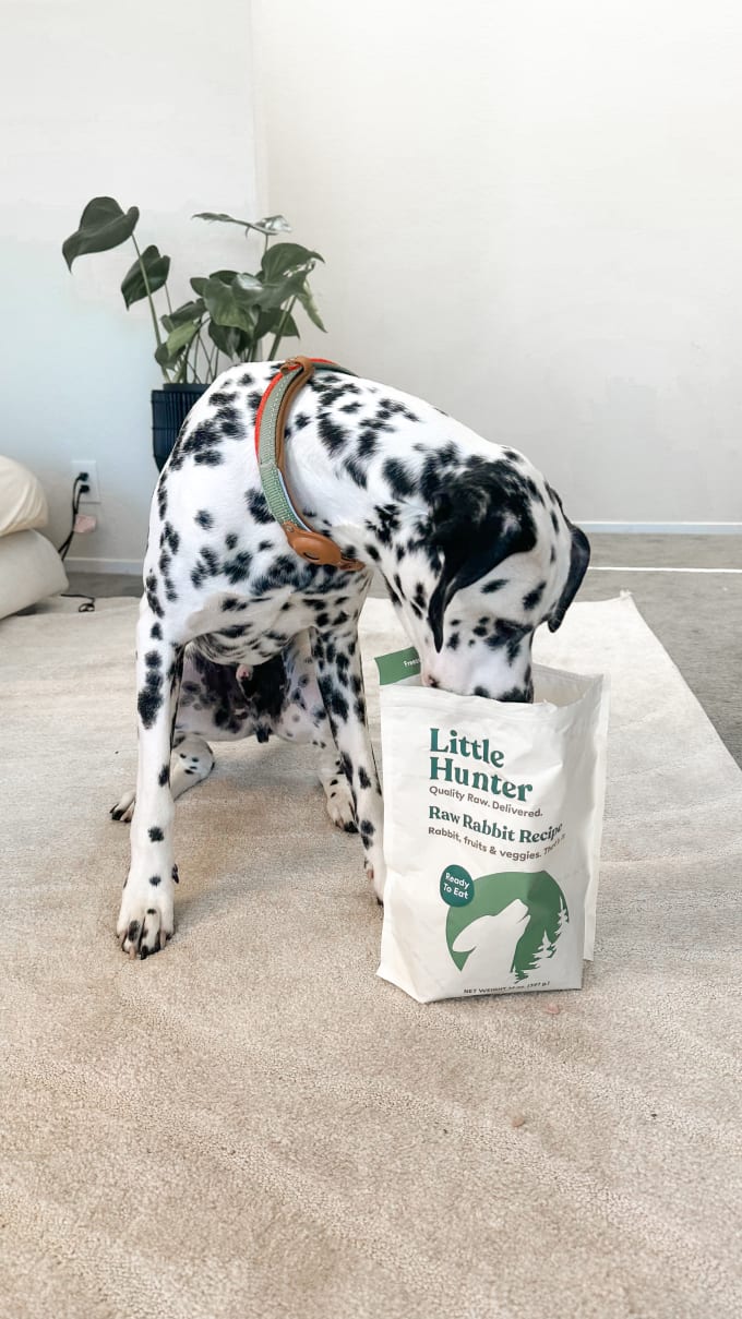 Create ugc dog content for social media ads tiktok and instagram by ...