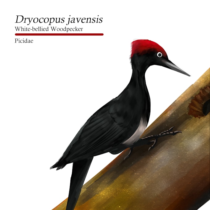 Draw scientific illustration of birds, insects, and other animals by ...