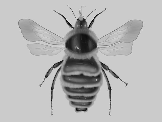 Draw you a beautiful insect by Holybull | Fiverr