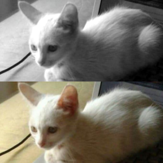 Transform black and white to color and vice versa by Impactng | Fiverr