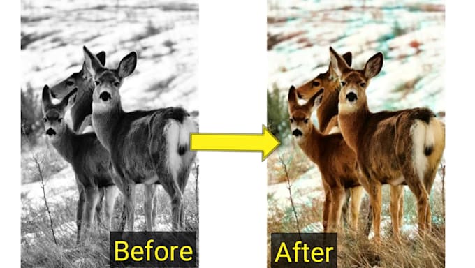 Professionally turn black and white photos into color photos by ...