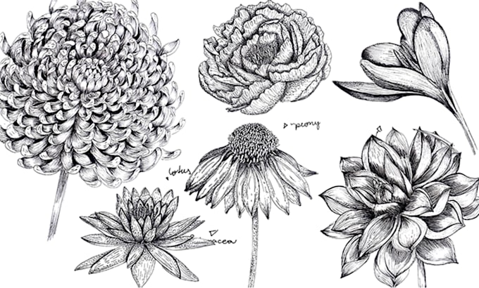Draw amazing flowers, botanical and biological illustrations for you by ...