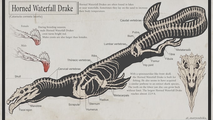 Draw anatomy reference sheet for your creatures by Matryoshiika | Fiverr