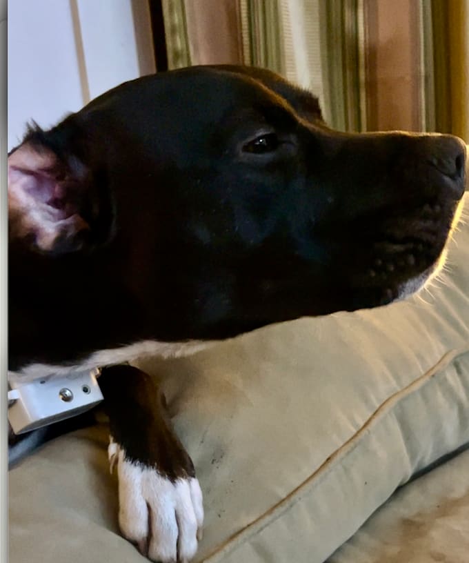 Sing happy birthday to you while scooby howls by Reneeaulait | Fiverr