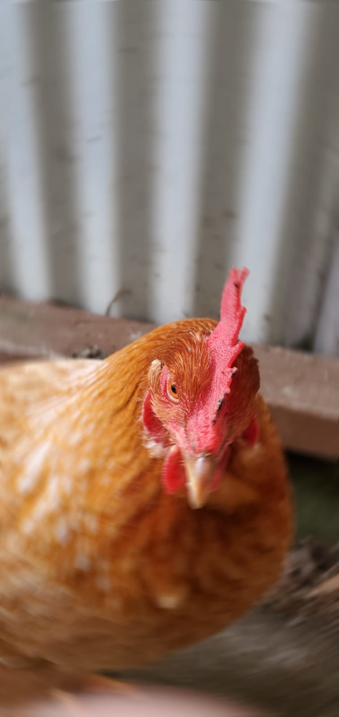 Send you a decent quality photo of my pet chickens face by ...