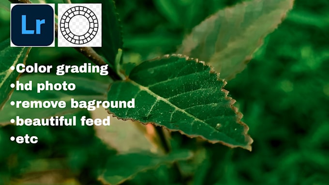 Edit and correct the color grade of your photo in canva by Teacup0606 | Fiverr