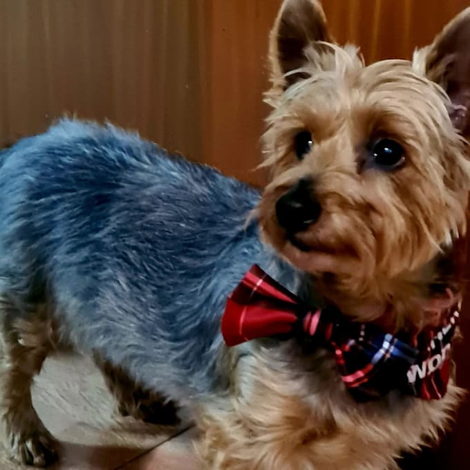 Create ugc dog content for tiktok or video ads by Balbinaolmos | Fiverr