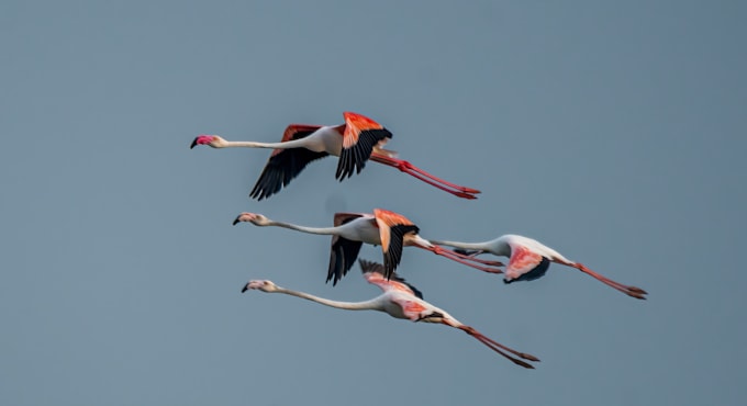 Edit wildlife photos to look stunning by Mimmhub | Fiverr