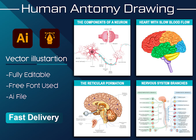 Do human anatomy, medical diagrams illustration design by Amazon ...