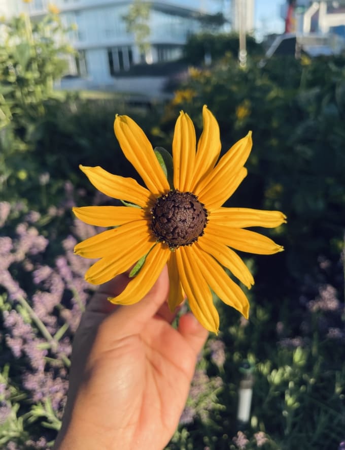 Capturing beautiful and speaking flowers by Thewantedoodles | Fiverr