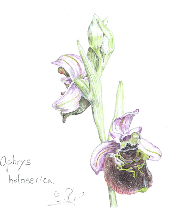 Hand draw animals, plants and funghi in aquarelle pencil by Artep5 | Fiverr