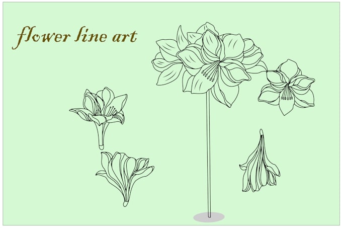 Draw botanical illustration of flowers, line art by Oscar7070 | Fiverr