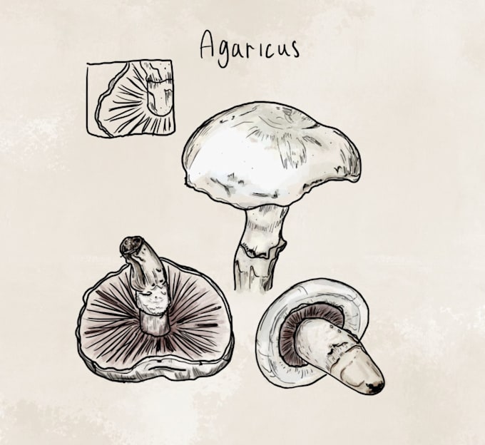 Draw one digital line art drawing of a flower or other plant by ...