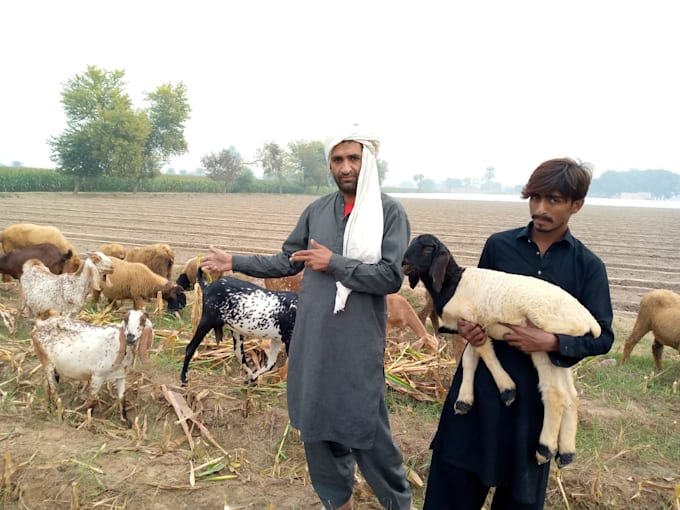 Record funny happy birthday video by Awais_khan76 | Fiverr