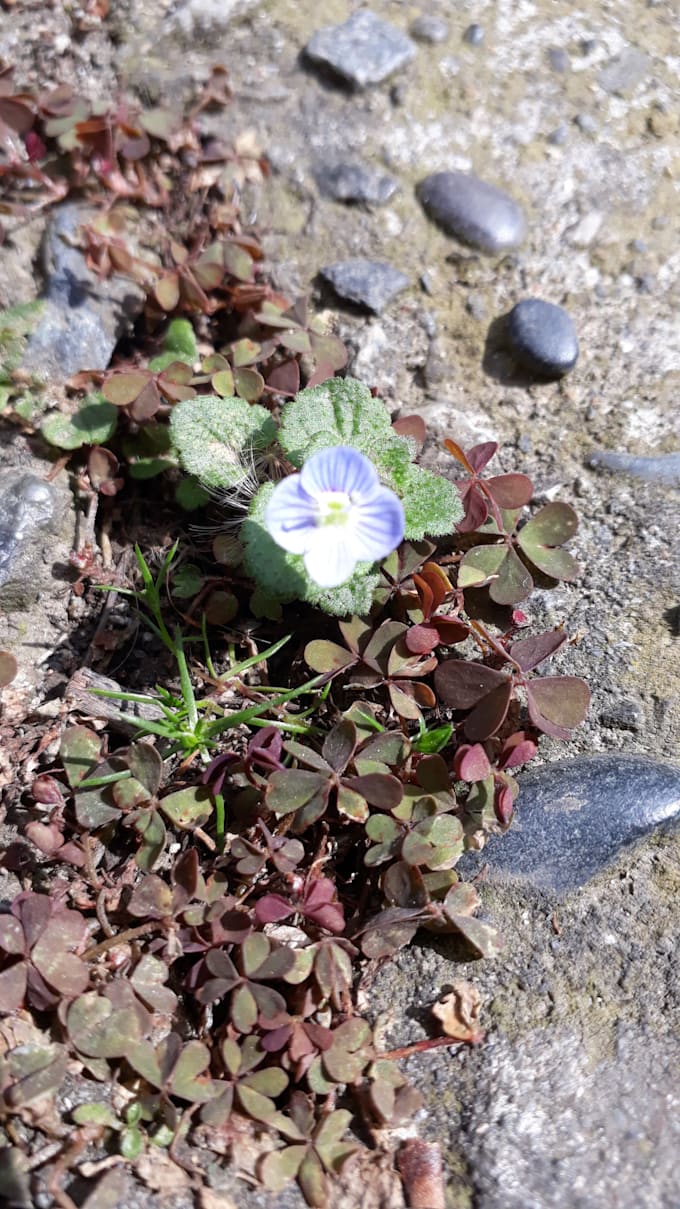 Make simple animations in after effects by Michael_buadze | Fiverr