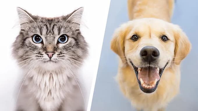 Do Object Classification Using Keras Tensorflow And Pytorch By Omersmughal Fiverr