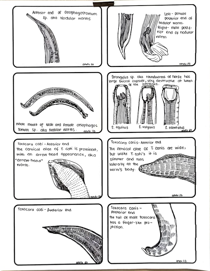 Do pen and ink drawing of veterinary medical illustrations and medical ...