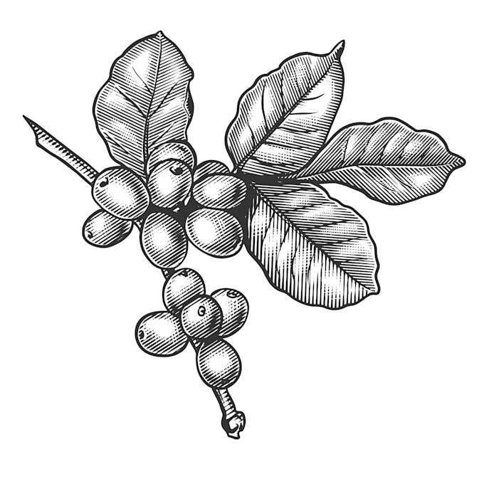 Draw vector engraving style illustration by Alexpoku | Fiverr