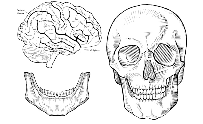 Hand draw medical illustrations, diagrams and anatomy sketches by ...