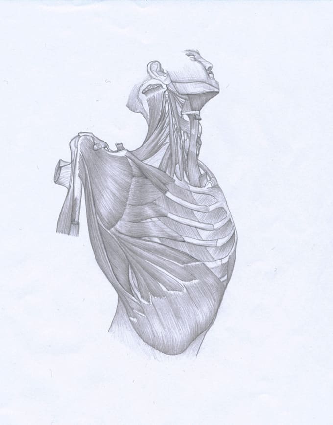 Draw anatomical illustrations in traditional media by P_kosz | Fiverr